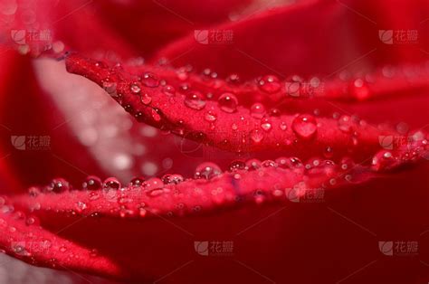 红玫瑰花蕾特写和水滴