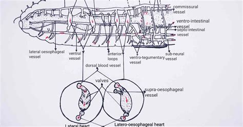 Circulatory System Of Earthworm
