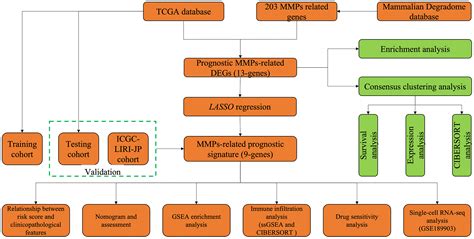 Identification Of A Novel Matrix Metalloproteinases Related Prognostic Signature In