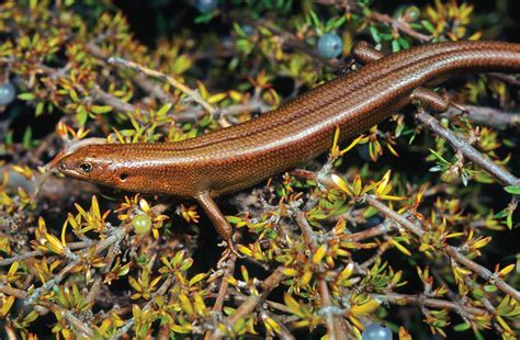 Lizards Anonymous New Zealand Geographic