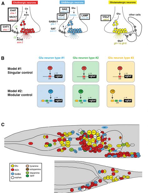 Figure 1 From Modular Organization Of Cis Regulatory Control