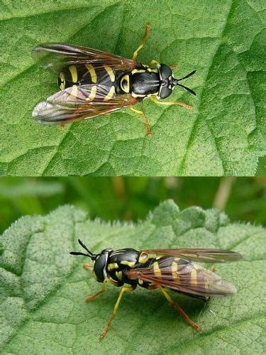 Chrysotoxum Intermedium Galerie