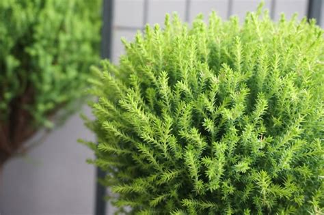 율마 월동하기 키우기 가지치기 키우는법 외목대 네이버 블로그