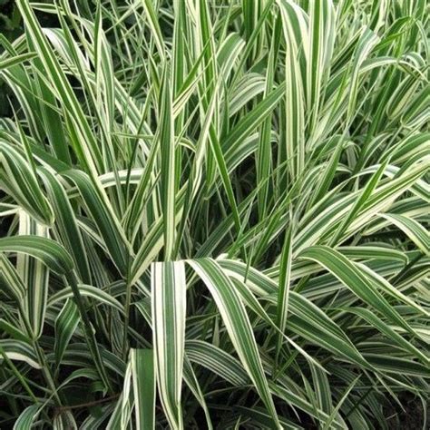 Купить саженцы Канареечника тростникового 🌱по цене от 350₽ из питомника ...