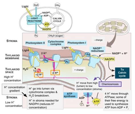 Chemiosmosis Pathway Diagram