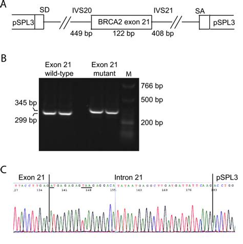 Exon Trapping Analysis A Structure Of The Exon Trapping Vector Pspl3