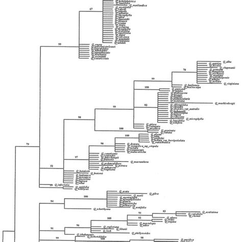 quercus large dataset bayesian phylogram based on 158 rbcl sequences
