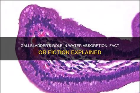 Gallbladders Role In Water Absorption Fact Or Fiction Explained Medshun