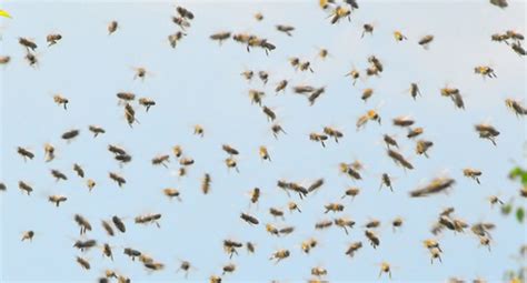 The Ultimate Swarm Box Bee Culture