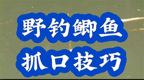 野钓鲫鱼抓口技巧看懂了新手变老手 三农视频 搜狐视频