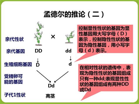 基因的显性和隐性 共38张ppt Word文档在线阅读与下载 无忧文档
