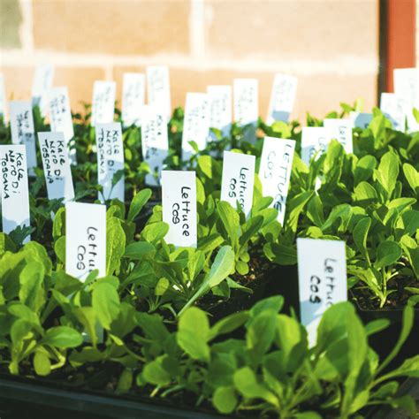 What Is The Best Way To Protect Seedlings Garden For Beginners