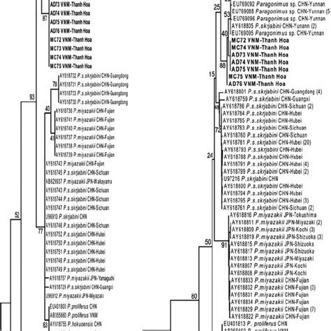 Maximum Likelihood Trees Reconstructed From Its2 A And Co1 B