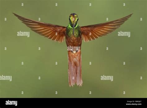 Rainbow Starfrontlet Coeligena Iris Ecuador South America Stock