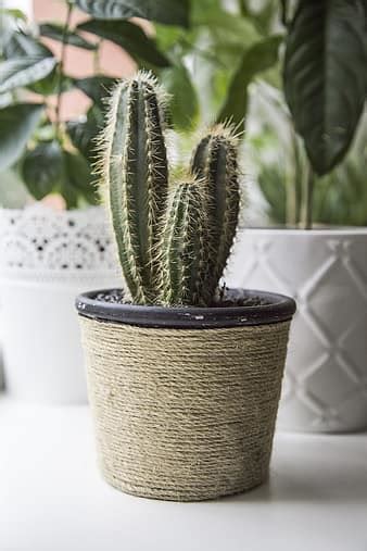 선인장 자연 흥미 진진한 모로코 사람 박차 녹색 식물 플로라 선인장 온실 가시가있는 Pikist