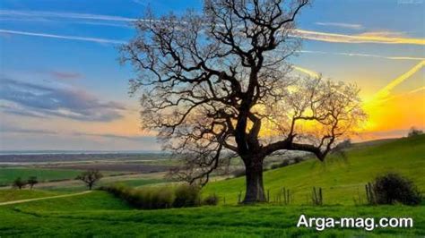 عکس درختان زیبا و با شکوه در فصل های مختلف سال