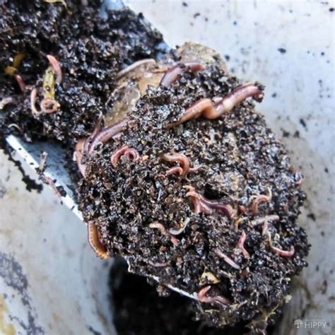 Comparing Vermicomposting Methods An Overview The Homesteading Hippy