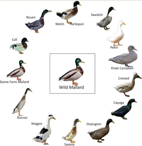 Pin By Renee Stelly On Chickens Ducks Duck Breeds Types Of Ducks