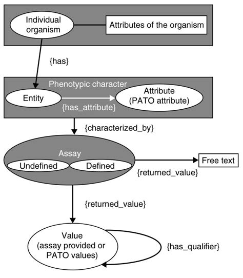 Proposed Schema For Constructing Phenotype Ontologies Modified From