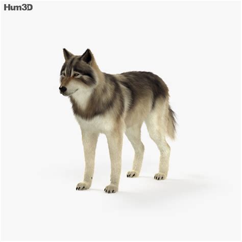 3d Wolf