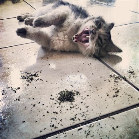 When The Catnip Kicks In Imgur