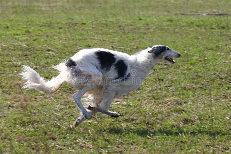 Running Borzoi Stock Image Image Of Breed Russian Speed 8555335