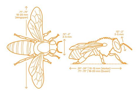 Western Honey Bee Apis Mellifera Dimensions And Drawings 解剖学 自主