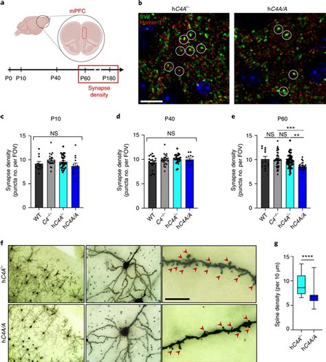 Adult Hc4a Overexpressing Mice Have Decreased Synapse Density In The