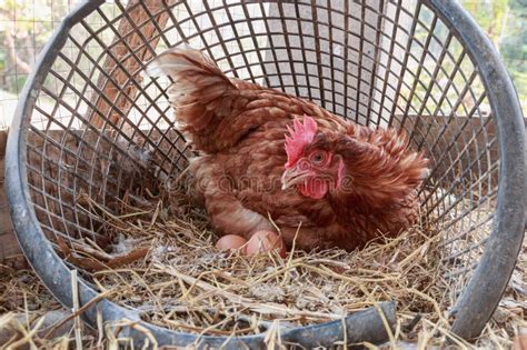 The Hen Is Hatching The Egg In The Farm Stock Image Image Of Livestock Chick 274875007