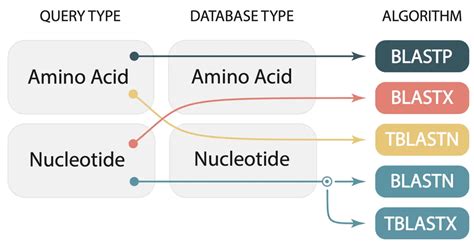 Identifying Gene Sequences In A New Genome Assembly Using Blast