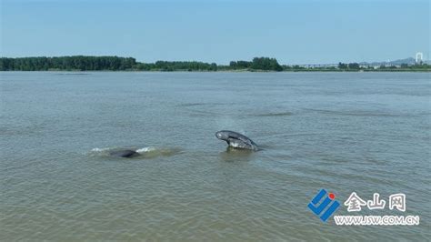 镇江长江豚类省级保护区加入中国生物圈保护区网络中国镇江金山网 国家一类新闻网站