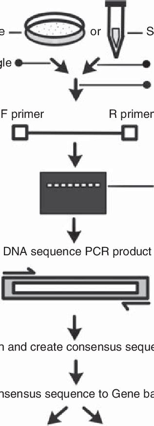 19 Bacterial Identification By 16s Rrna Gene Sequencing Download Scientific Diagram