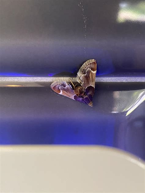 Moth R Whatisthisbug