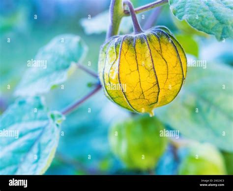 Physalis Minima Fruit