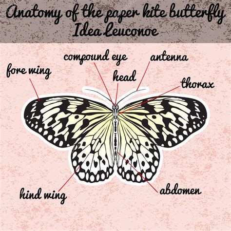 Butterfly Anatomy Diagram