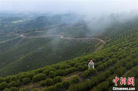 春分时节江西茶农抢抓时机采摘春茶 都昌县 九江 生态
