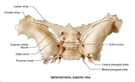 Sphenoid Bone Location Structure Function Teachmeanatomy 40 Off