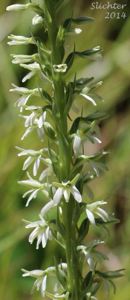 Elegant Rein Orchid Elegant Piperia Hillside Rein Orchid Long