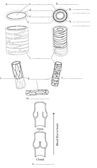 Vein Artery And Capillary Labeling Diagram Quizlet