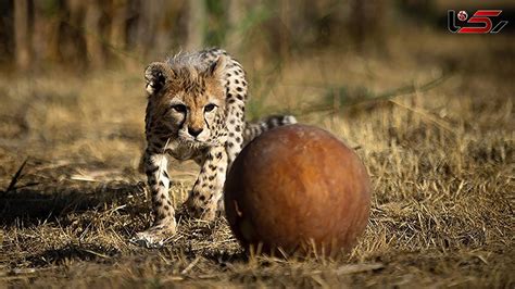 پیروز، توله یوز ایران، دیگر وحشی نخواهد شد او در طبیعت رها نمی شود