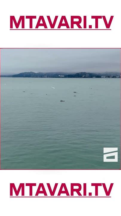 დელფინები ბათუმის სანაპიროზე 🐬 Youtube