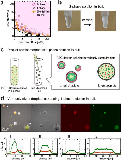 A Phase Diagram Of Peg6k And Dextran500k Blends In Bulk 2 And Download Scientific Diagram