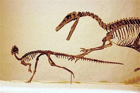 Paleo Exhibit Fandom