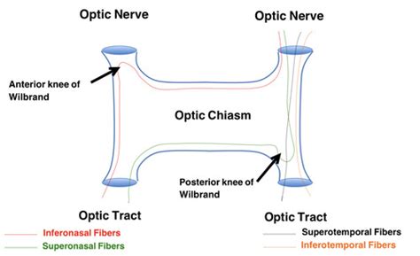 visual pathways flashcards quizlet