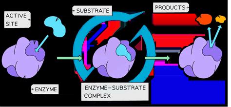 Enzyme Structure Diagram