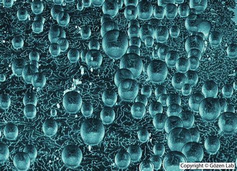 Spontaneously Formed Protocell [image] Eurekalert Science News Releases