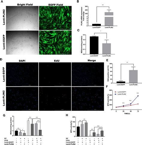Frontiers Uva Induced Oxidative Stress Was Inhibited By Paeoniflorinnrf2 Signaling Or Plin2