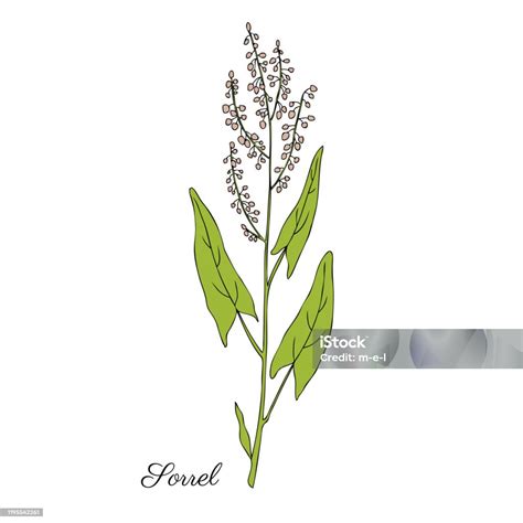 소렐 식물 벡터 손으로 그린 삽화 흰색 배경 잉크 스케치 장식 허브 낙서 초원 디자인 화장품 자연 의학 부엌 채식 메뉴다채로운 의료 허브 수영 허브에 대한 스톡 벡터 아트