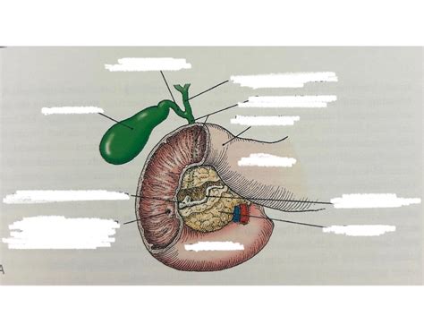 Duodenal Loop In Relation To Biliary And Pancreas Quiz