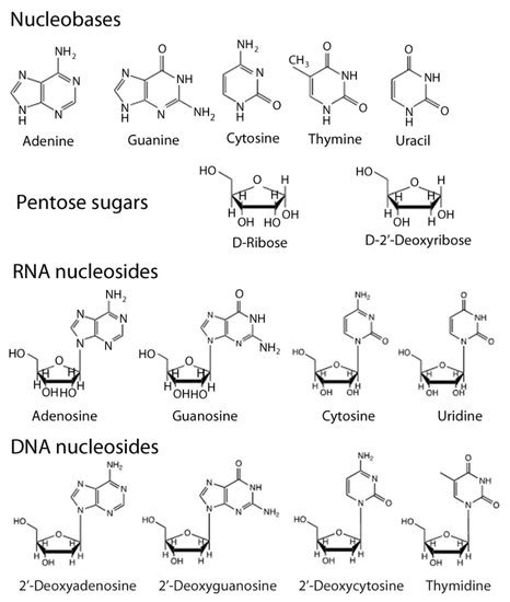 Pair Up The Nucleotide Bases With Their Complementary Partners